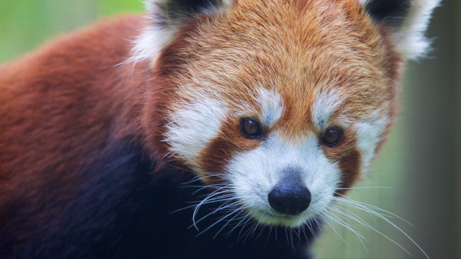 Trevor-Lovejoy Zoo: A leader in conservation and education – Trevor ...