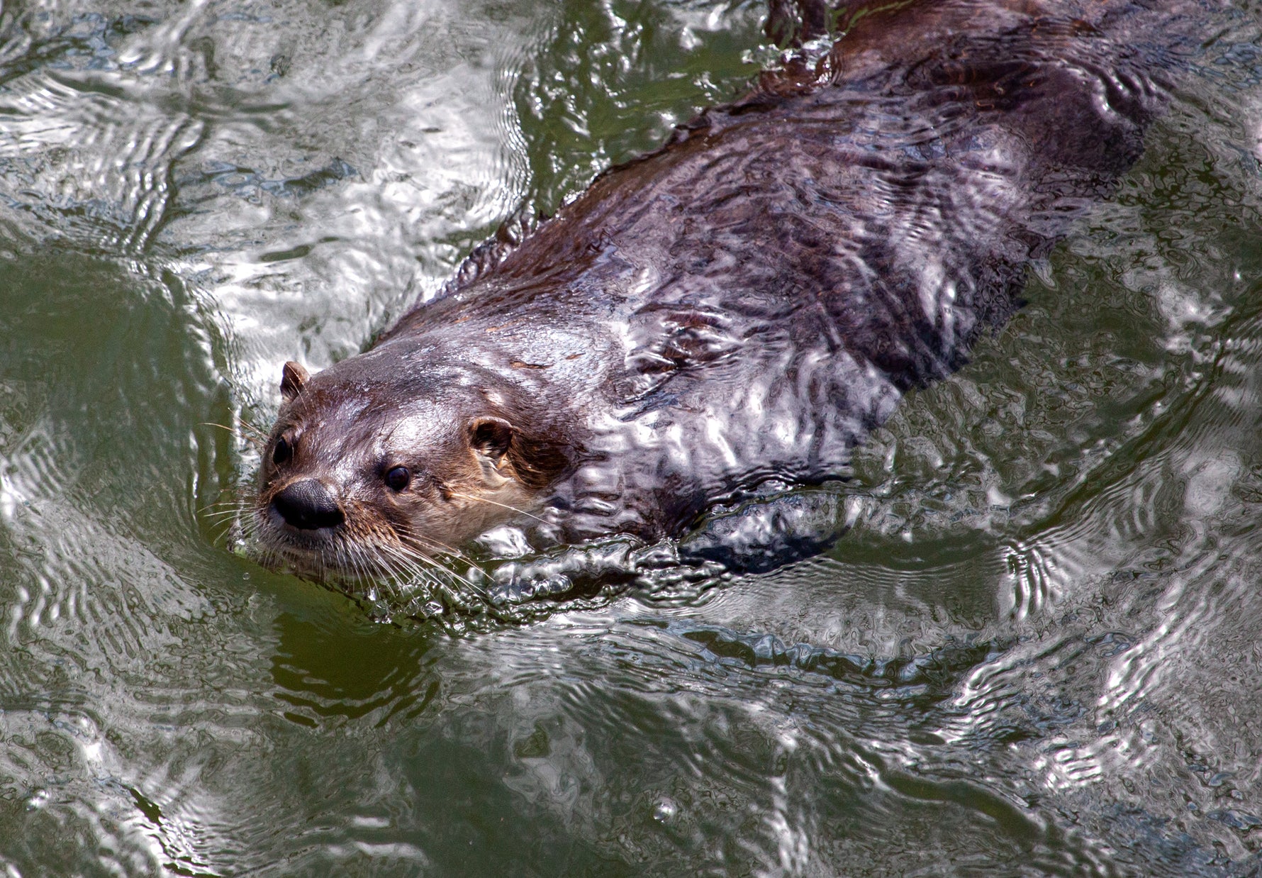 Trevor-Lovejoy Zoo: A leader in conservation and education – Trevor ...